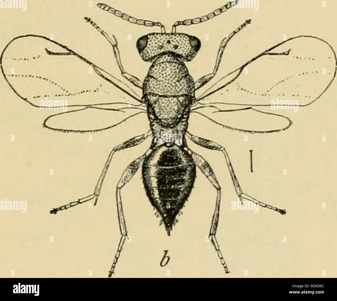 . Elementary entomology. Entomology. Fig. 401. rteromalus piiparitm, a ...