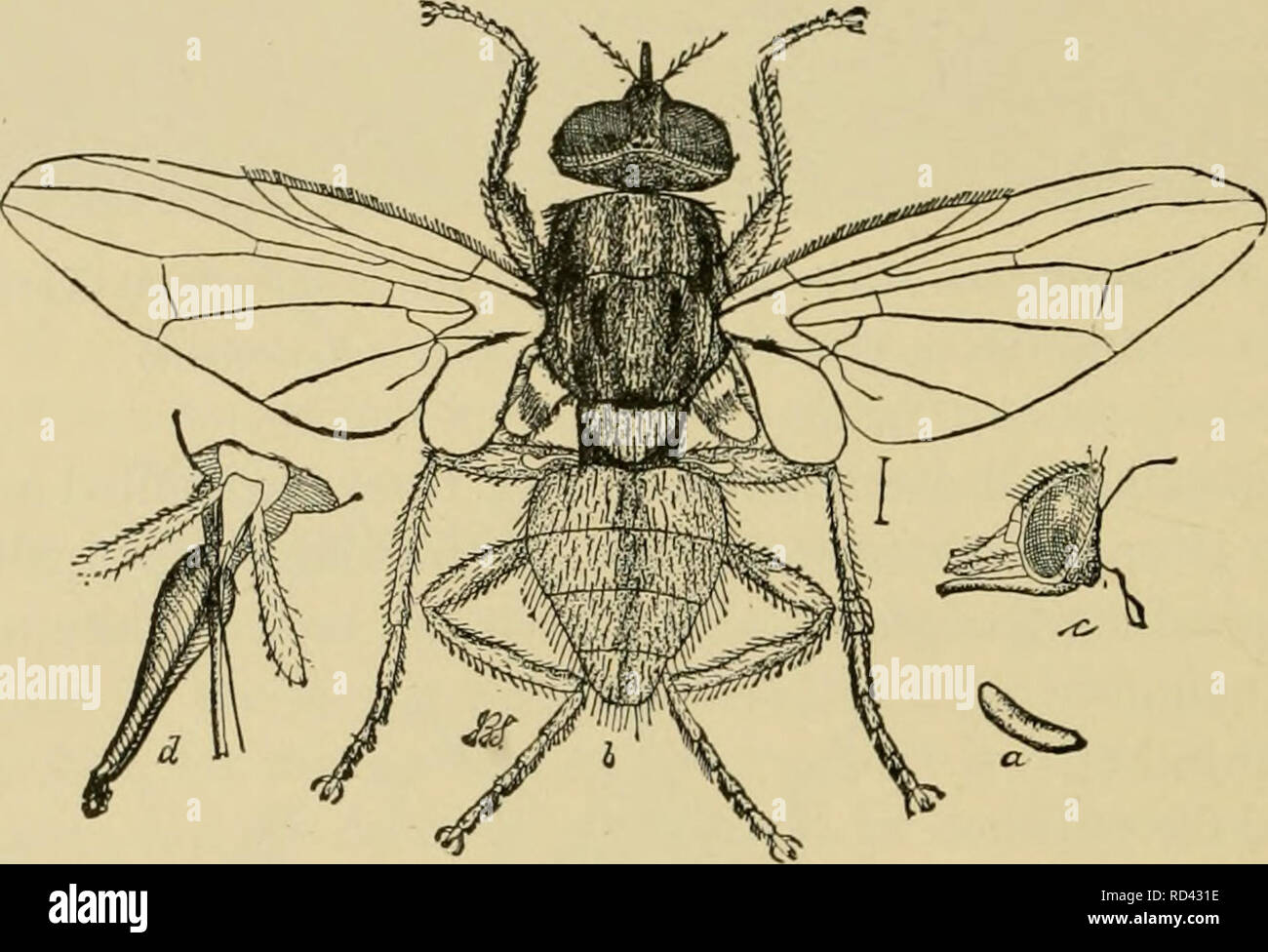 What Are The Parts Of A Housefly | Reviewmotors.co