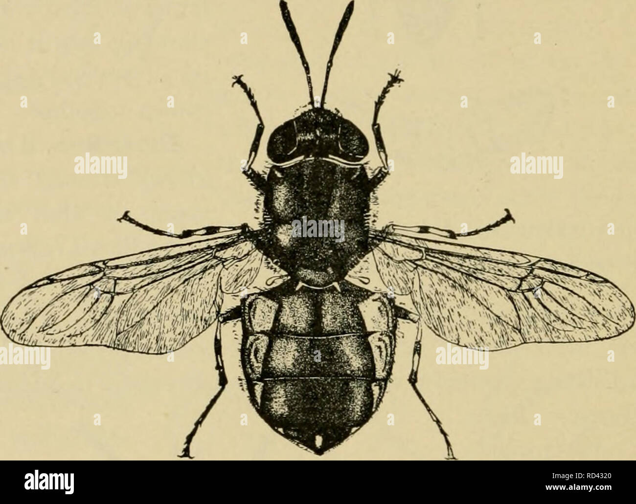 . Elementary entomology. Entomology. 2^^0 ELEMENTARY ENTOMOLOGY there ...