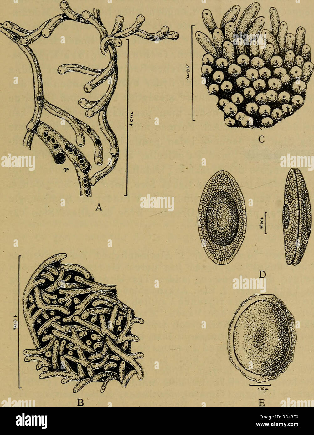 Plumatella repens plumatella repens hi-res stock photography and images ...