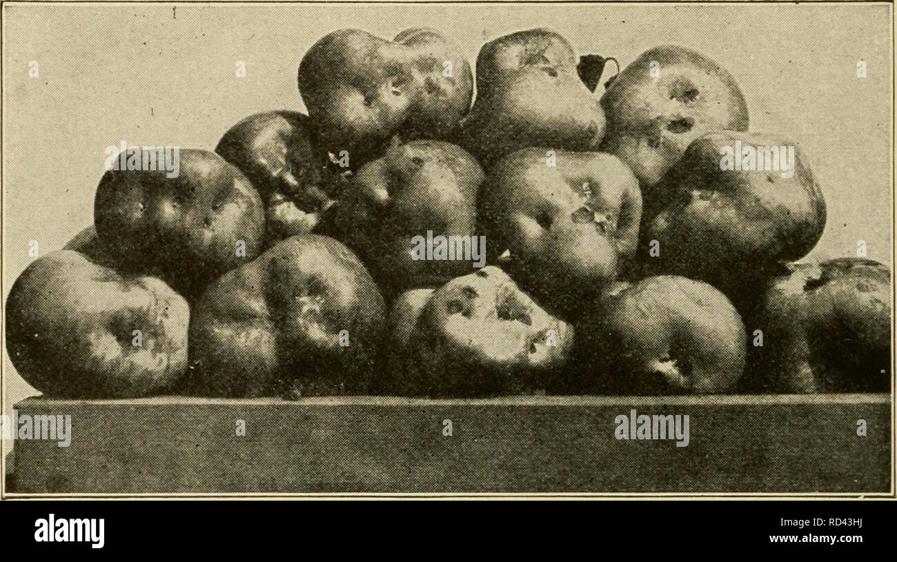 Knotty jaws hi-res stock photography and images - Alamy