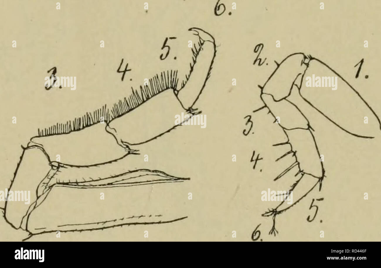 Idoteidae hi-res stock photography and images - Alamy