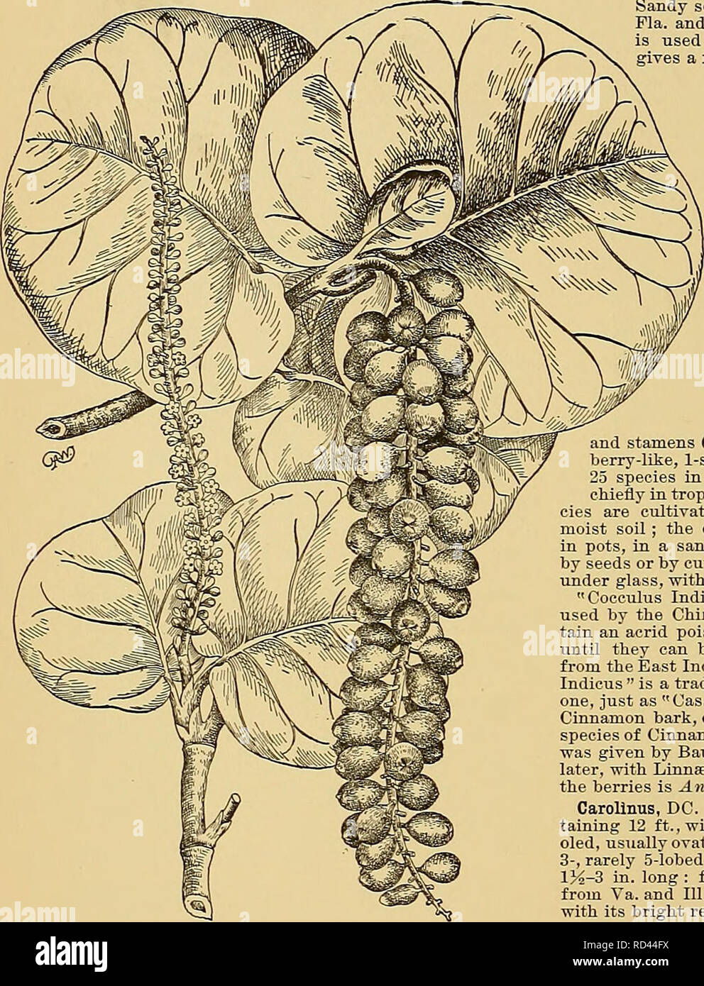 Coccoloba species hi-res stock photography and images - Alamy