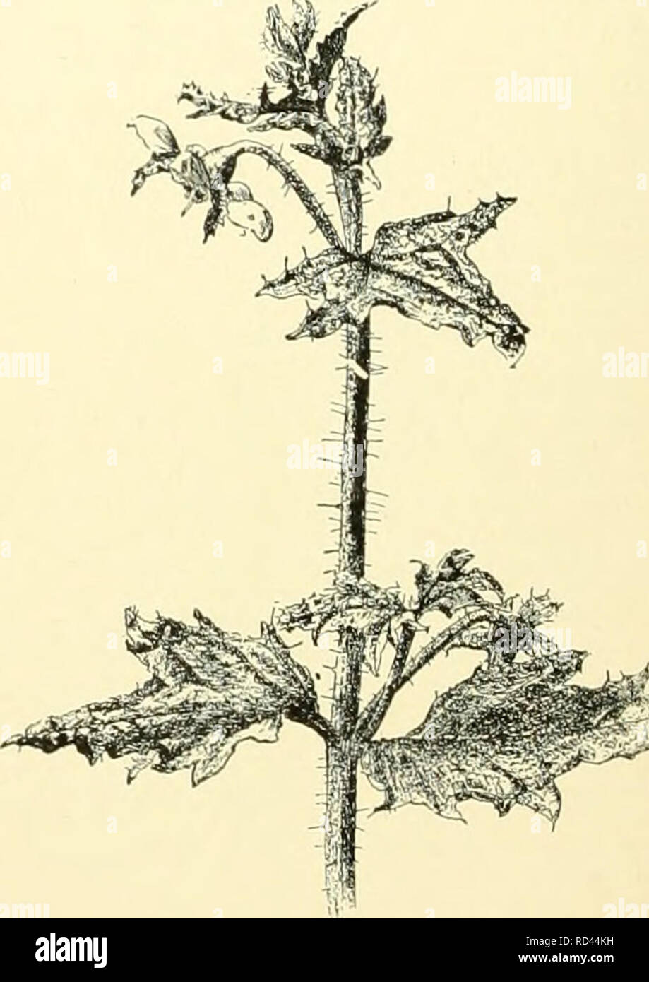 Tall drooping stem hi-res stock photography and images - Alamy