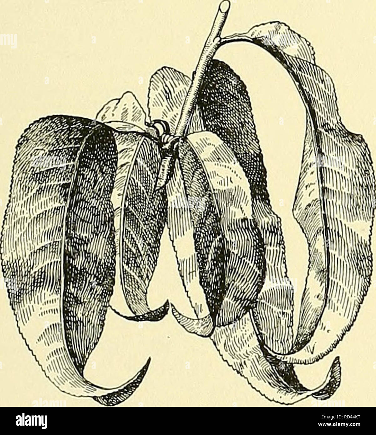 Budded cross hi-res stock photography and images - Alamy