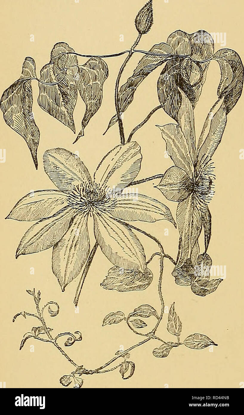 In axillary panicles hi-res stock photography and images - Alamy