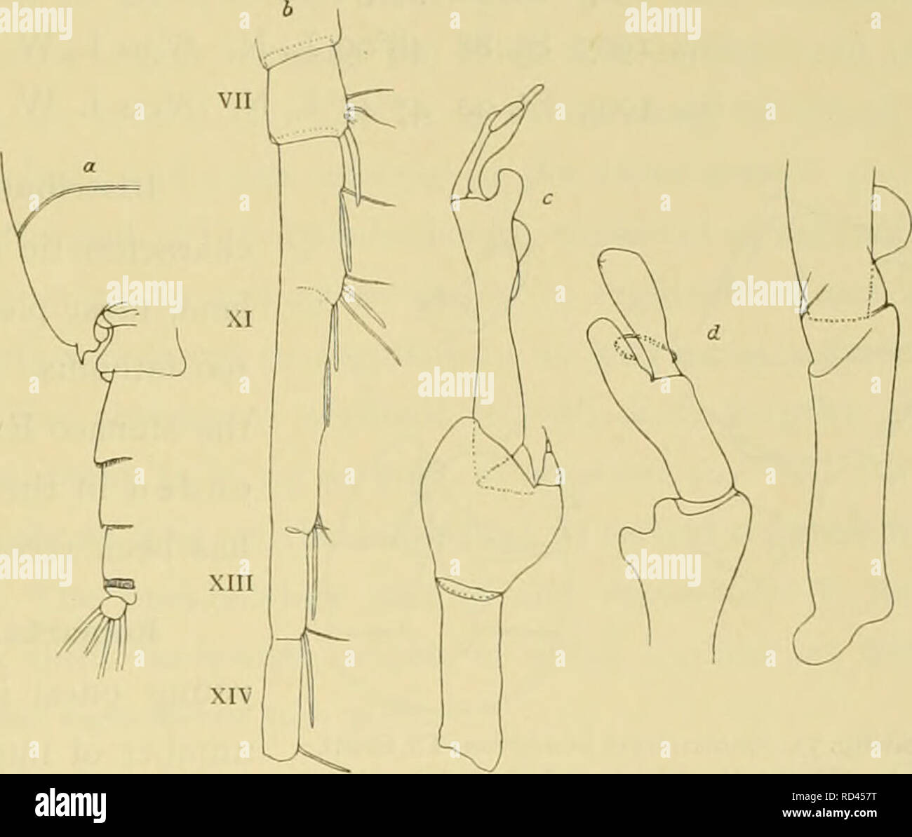 Slender tooth hi-res stock photography and images - Alamy