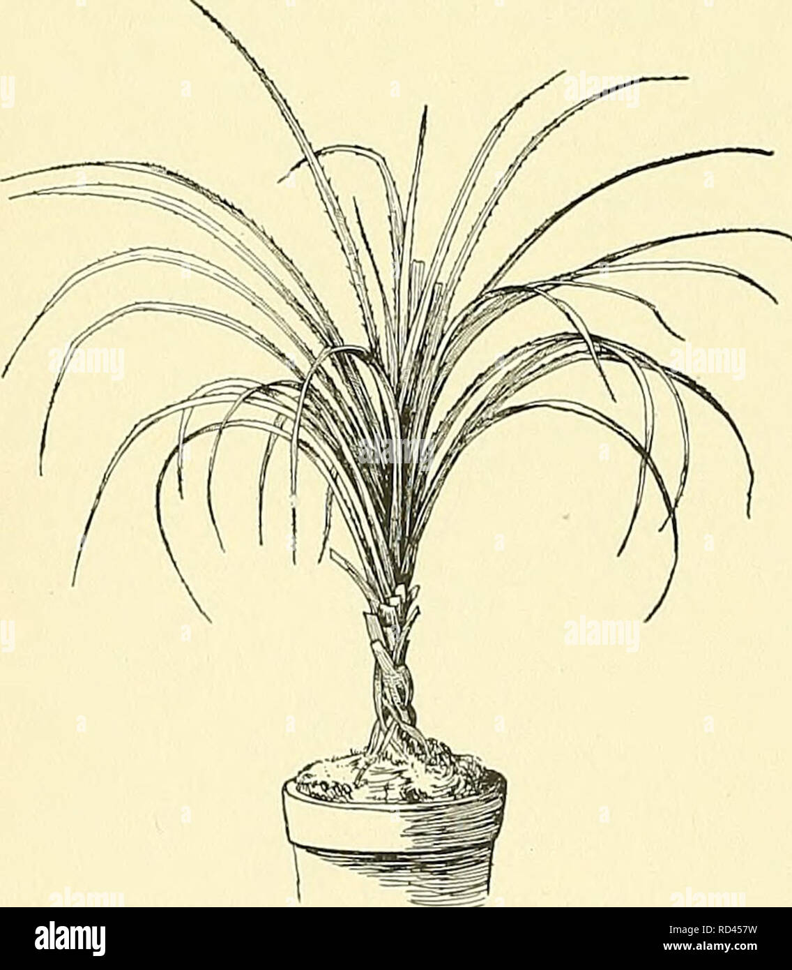 Pandanus vandermeeschii hi-res stock photography and images - Alamy