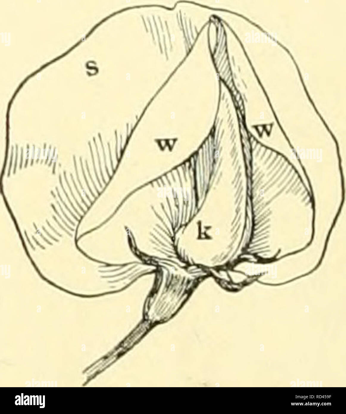Terminal umbel hi-res stock photography and images - Alamy
