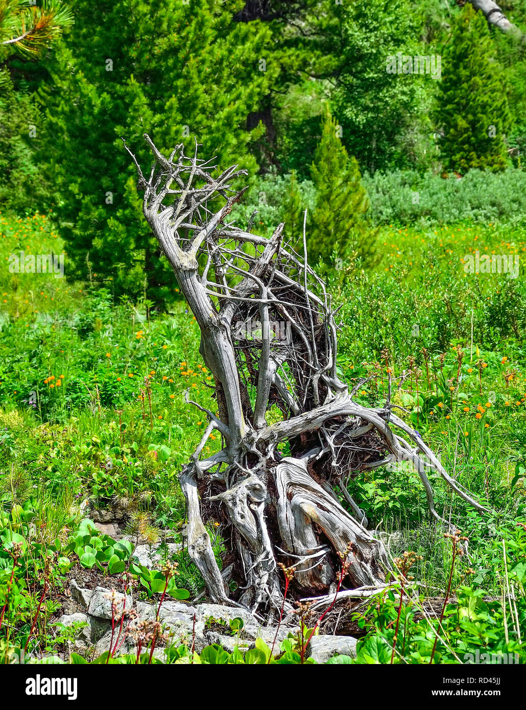 Twisted Pine Tree High Resolution Stock Photography and Images - Alamy