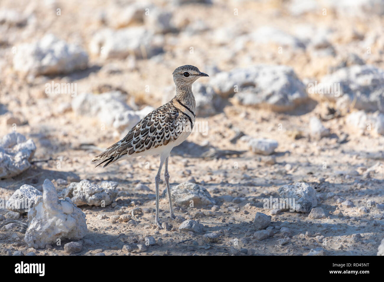 Banded Markings High Resolution Stock Photography and Images - Alamy