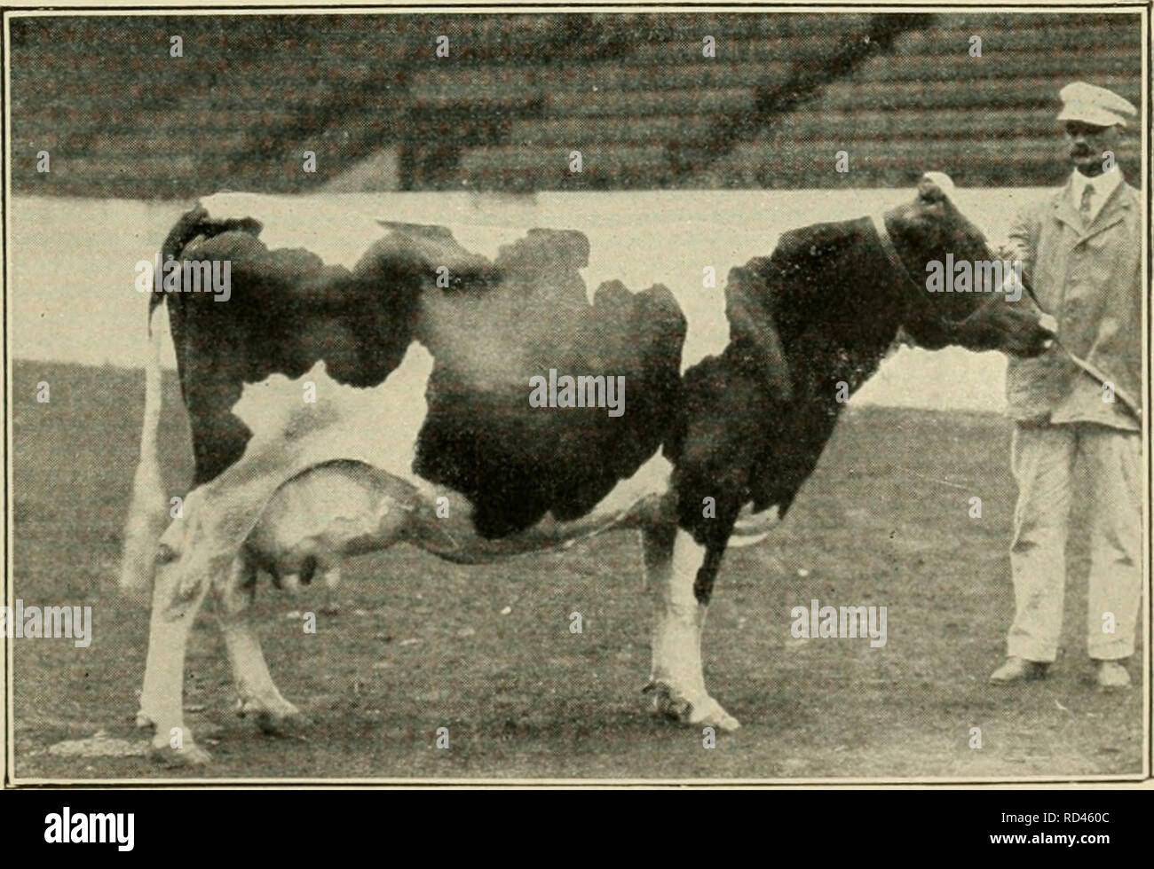 Small place feed cattle hi-res stock photography and images - Alamy