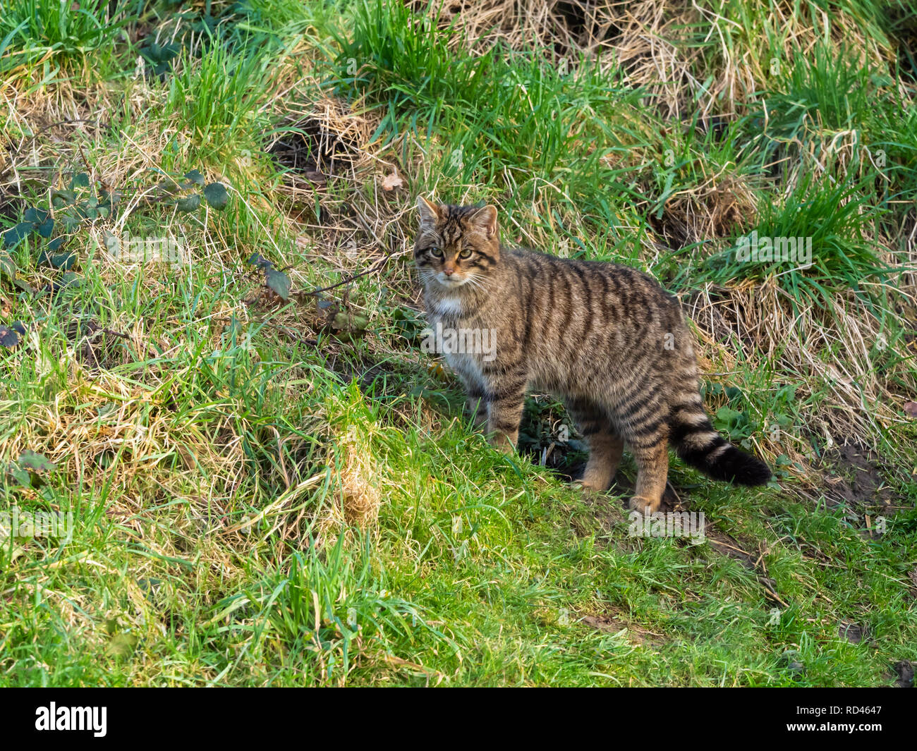 Young Scottish wildcat (Felis silvestris grampia), or Highland tiger ...