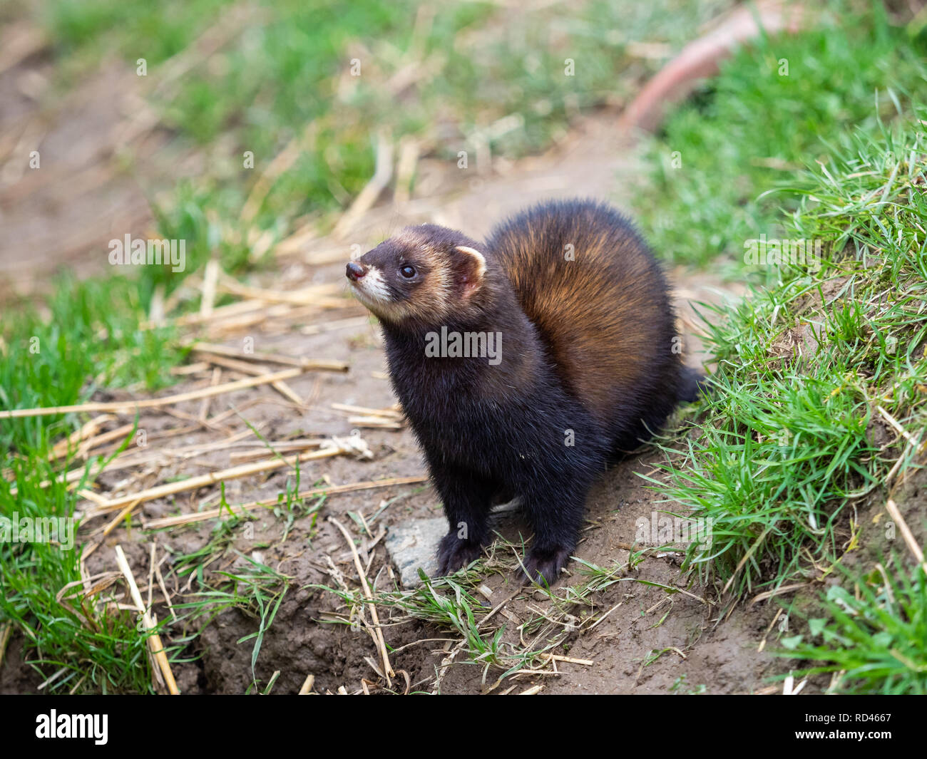 Ferret bank hi-res stock photography and images - Alamy