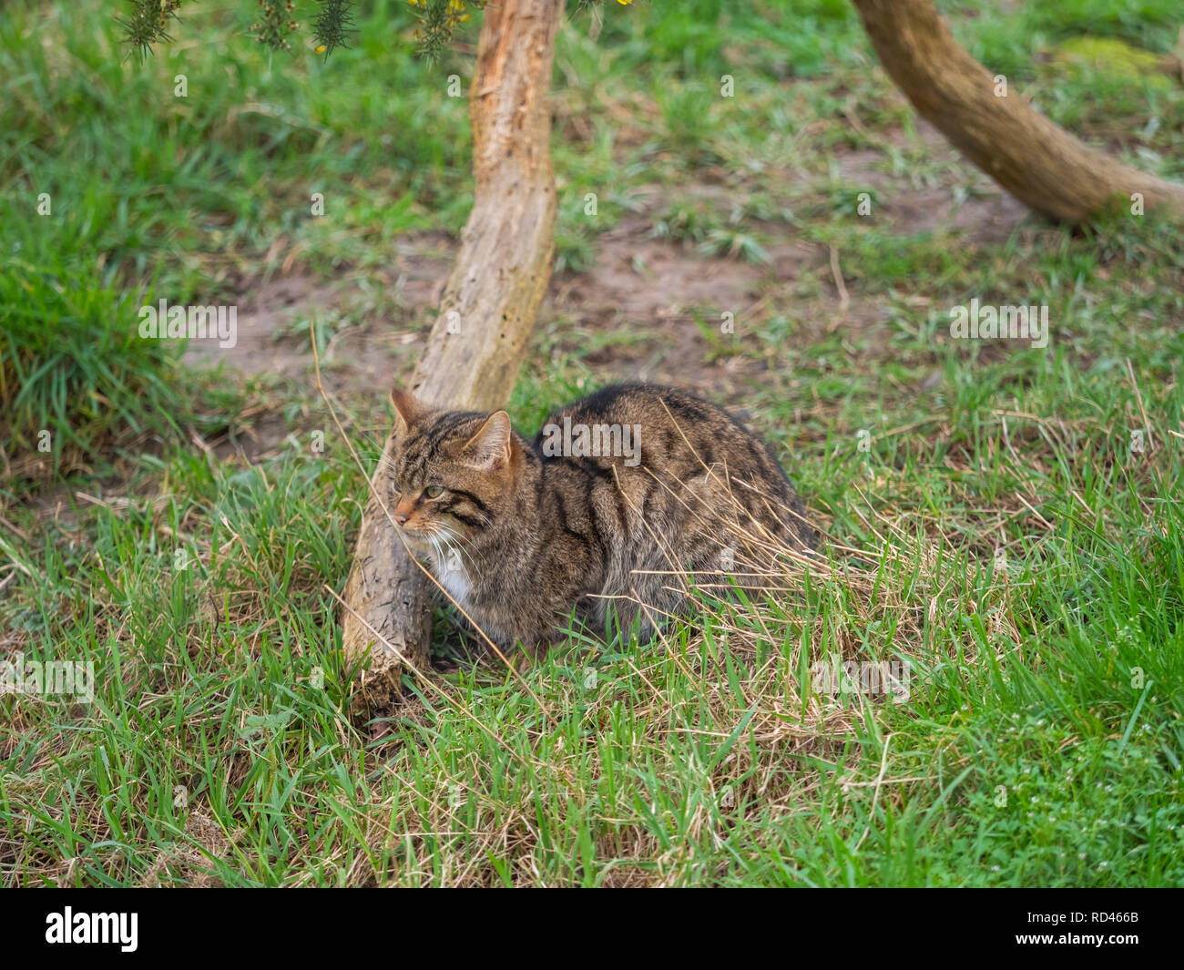 Young Scottish wildcat (Felis silvestris grampia), or Highland tiger ...