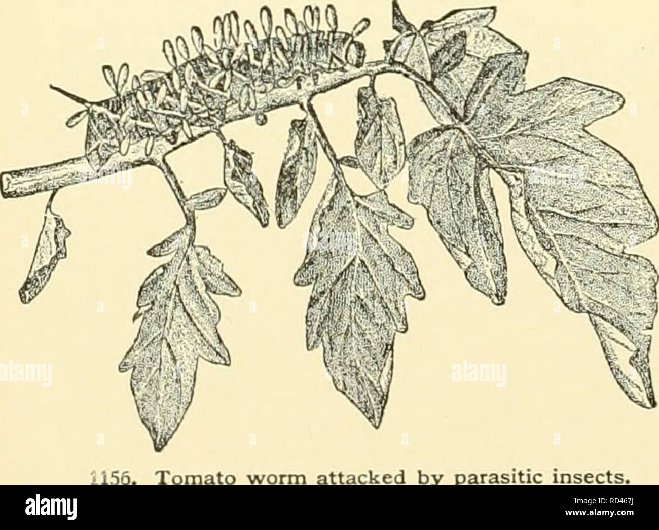 Encyclopedia insect encyclopedia insect pests hi-res stock photography ...