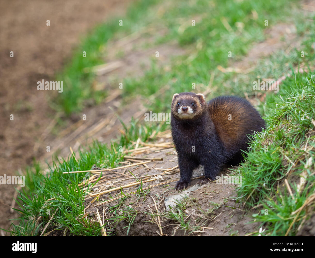 Ferret bank hi-res stock photography and images - Alamy