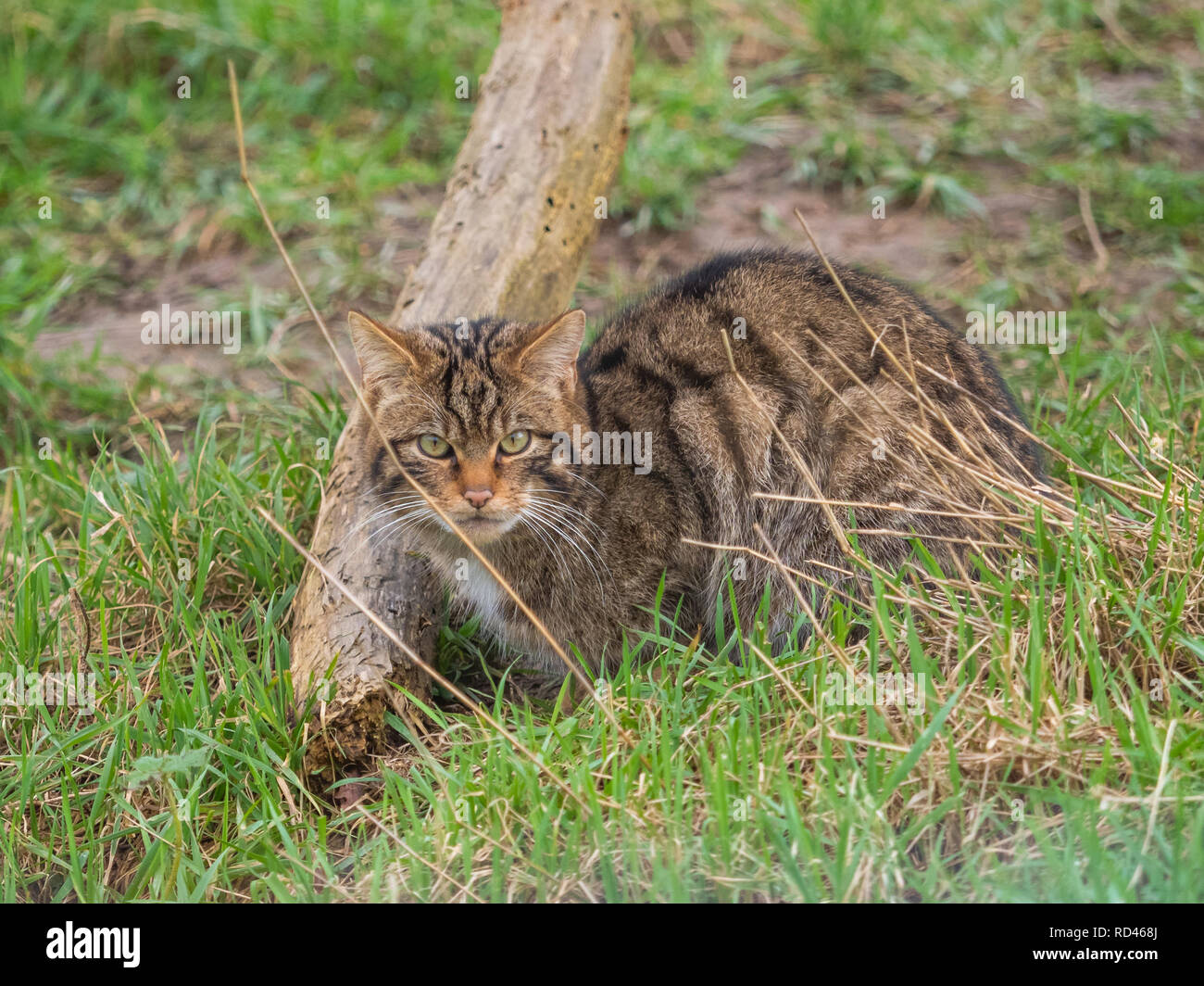 Young Scottish wildcat (Felis silvestris grampia), or Highland tiger ...
