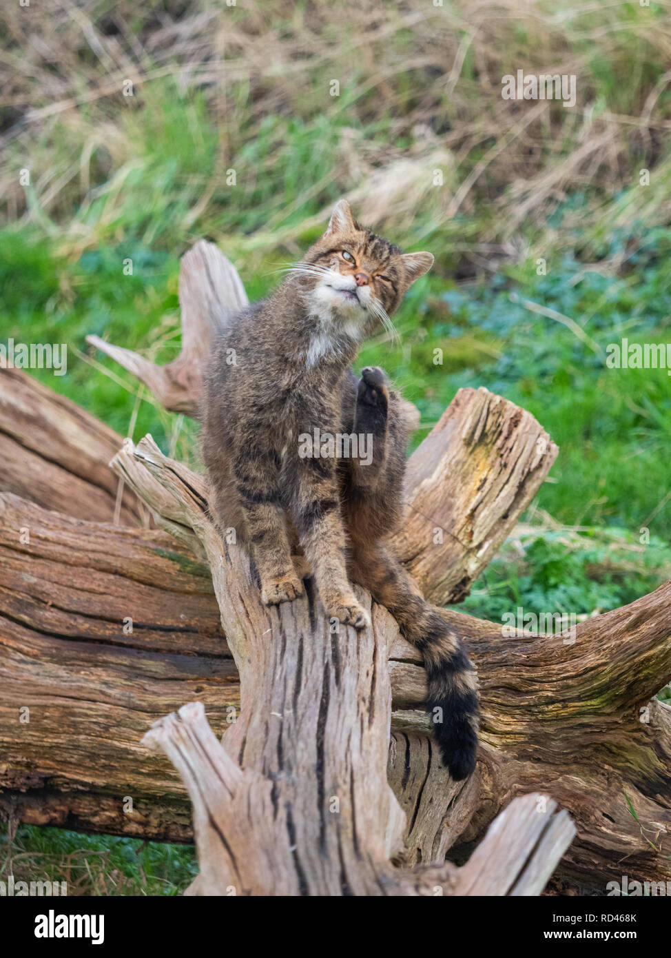 Young Scottish wildcat (Felis silvestris grampia), or Highland tiger ...