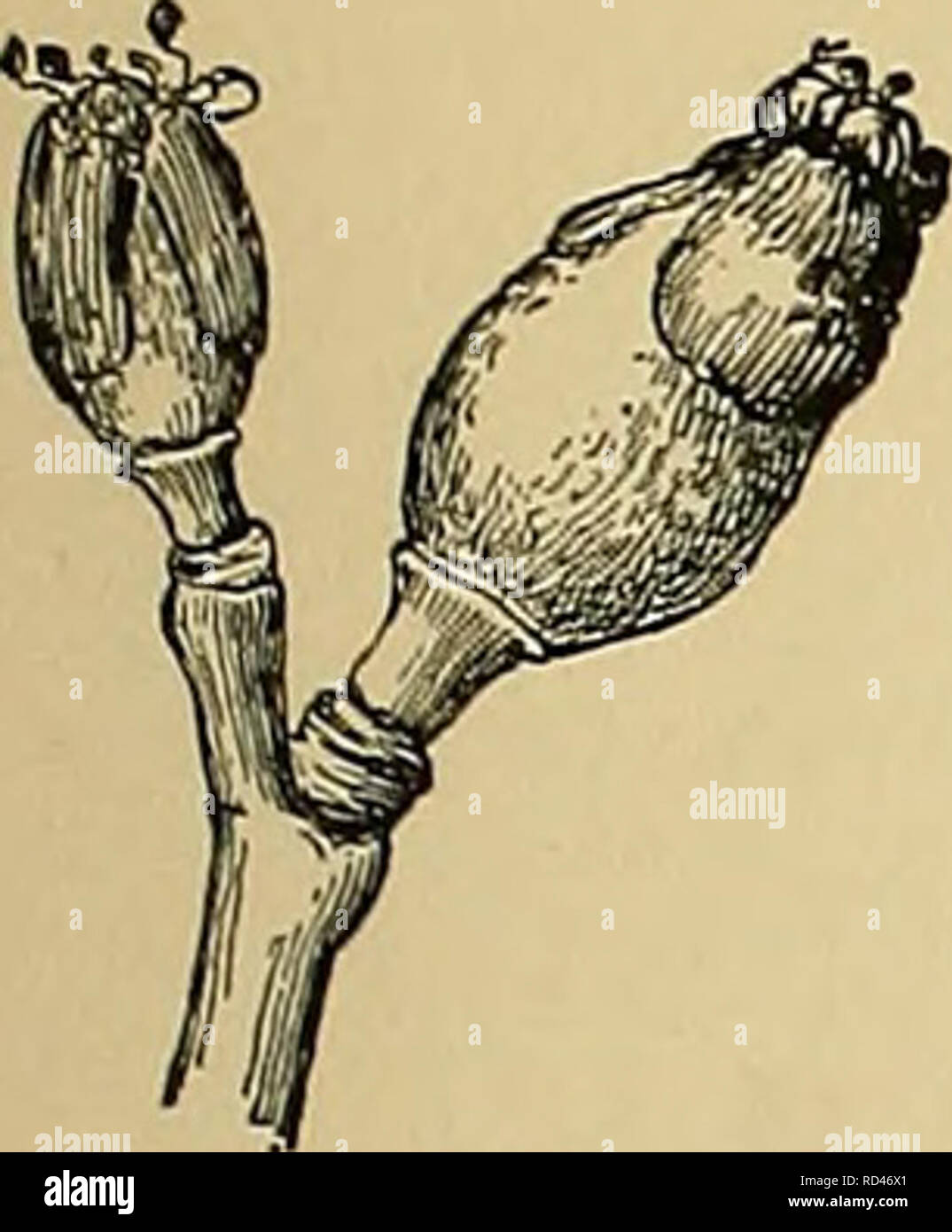 Shedding ring hi-res stock photography and images - Alamy