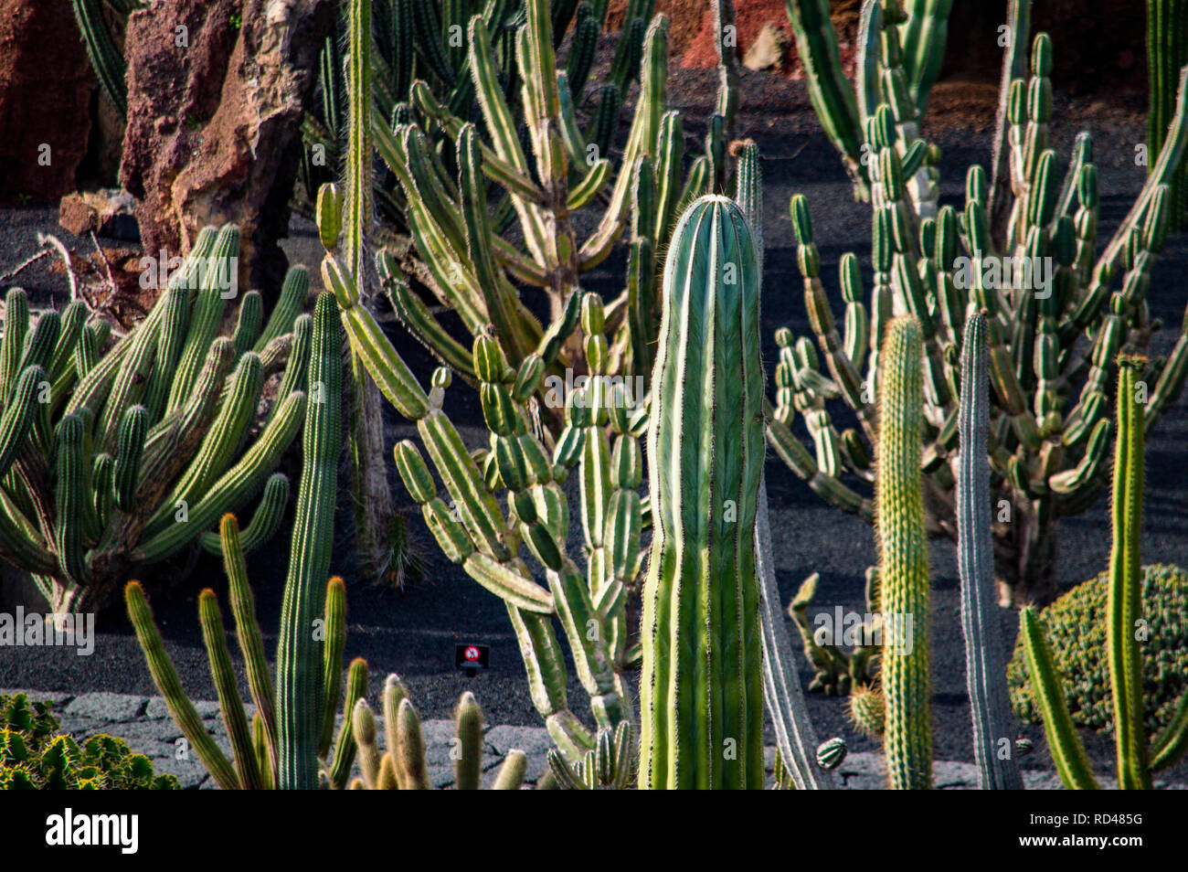 Cactus plants at the Jardin de Cactus in Lanzarote, Canary Islands ...