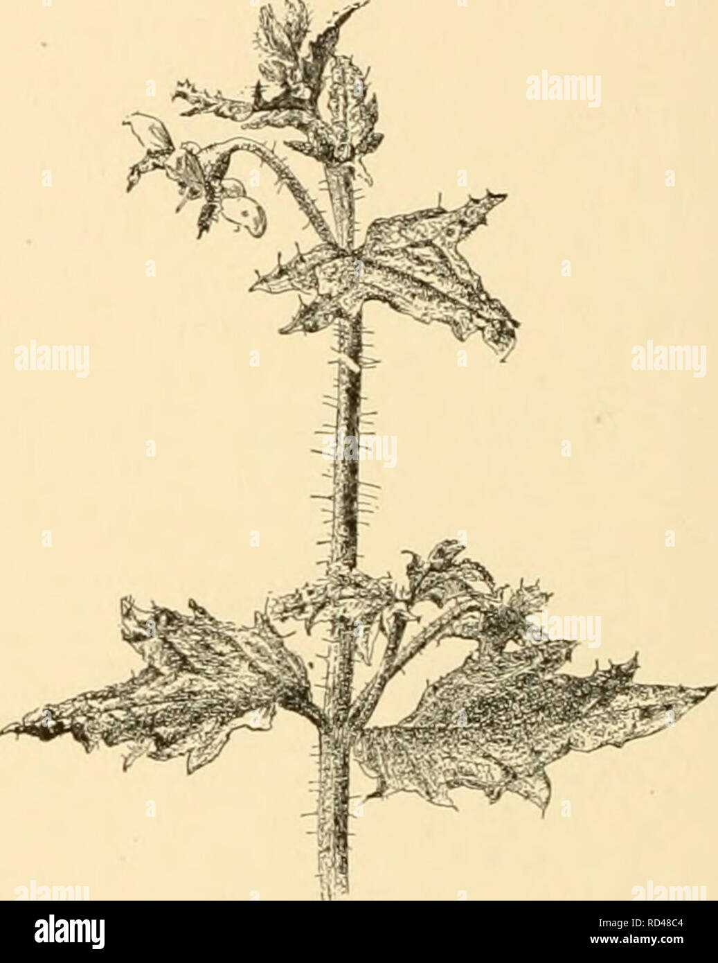 Tall drooping stem hi-res stock photography and images - Alamy