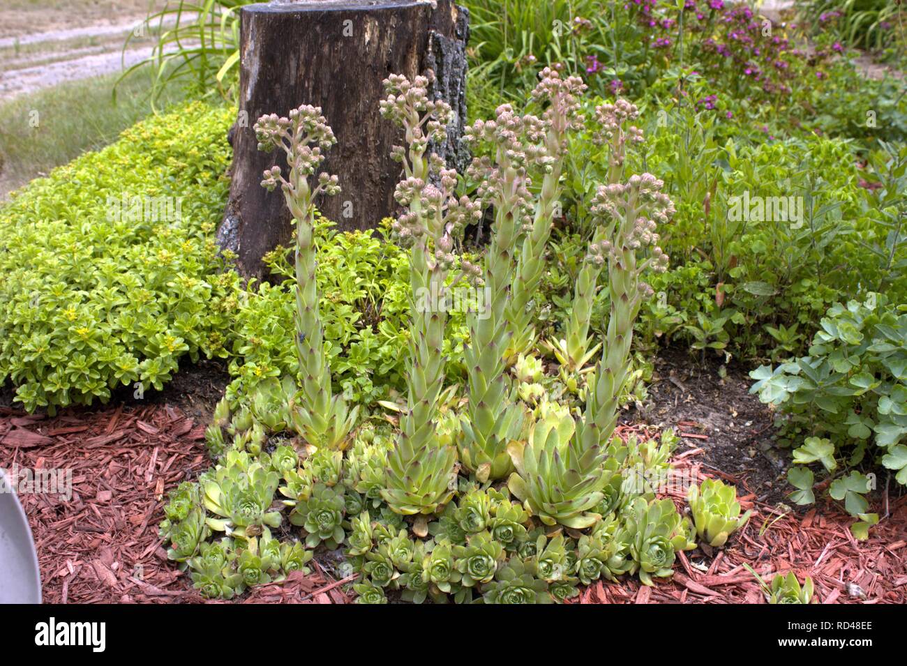 Hen and chicks blooming hi-res stock photography and images - Alamy