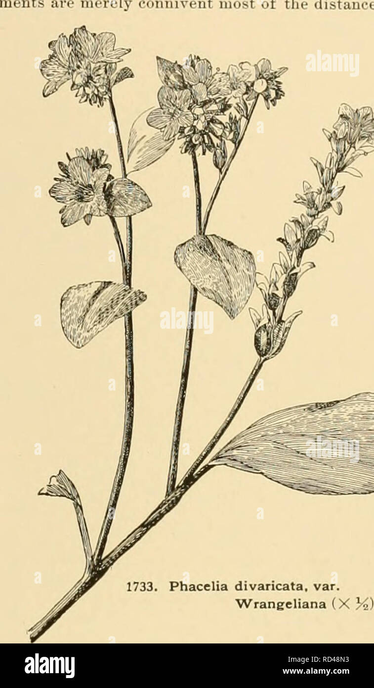 . Cyclopedia of American horticulture : comprising suggestions for ...