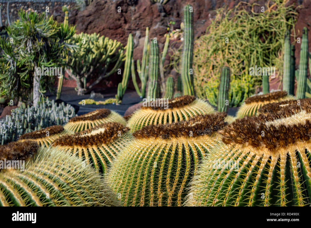 Golden barrel cacti at the Jardin de Cactus in Lanzarote, Canary ...