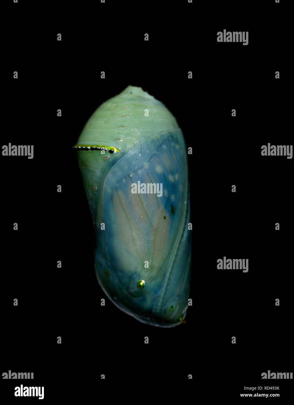 Chrysalis butterfly hi-res stock photography and images - Alamy