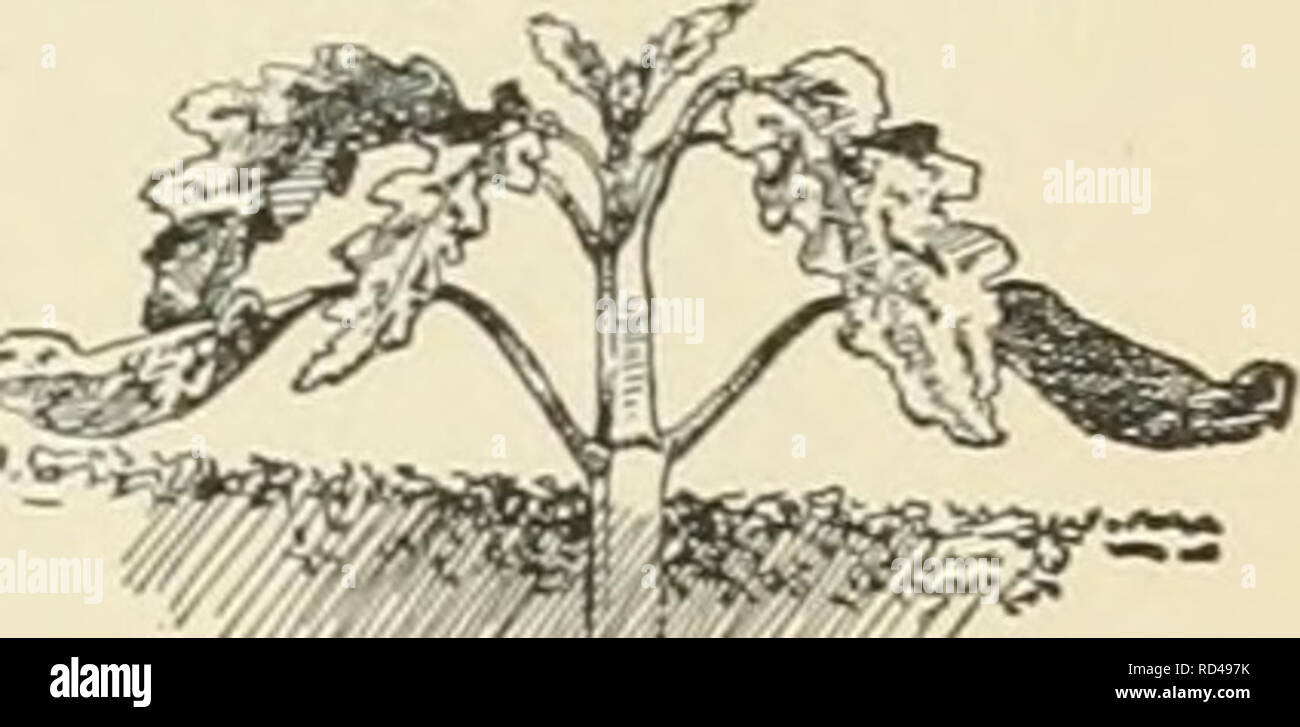 Double spathe hi-res stock photography and images - Alamy