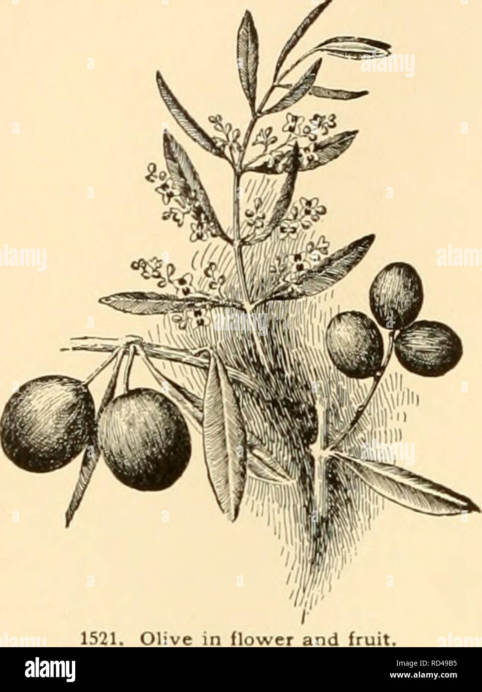 Sundry fruits hi-res stock photography and images - Alamy