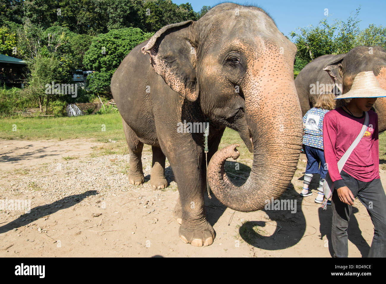 Kanta elephant sanctuary hi-res stock photography and images - Alamy