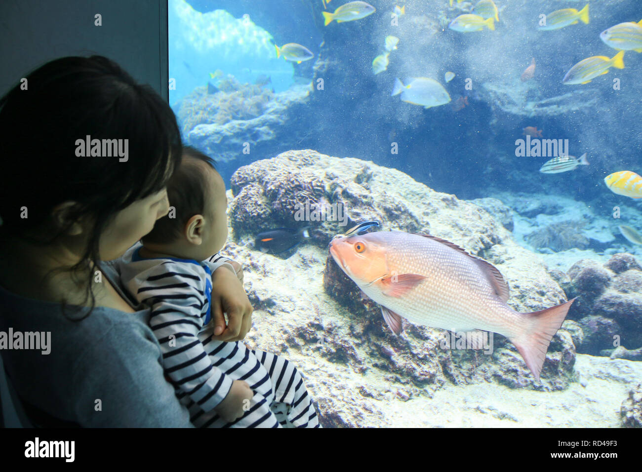 Asian young mother and her son watching colorful tropical fish Stock ...