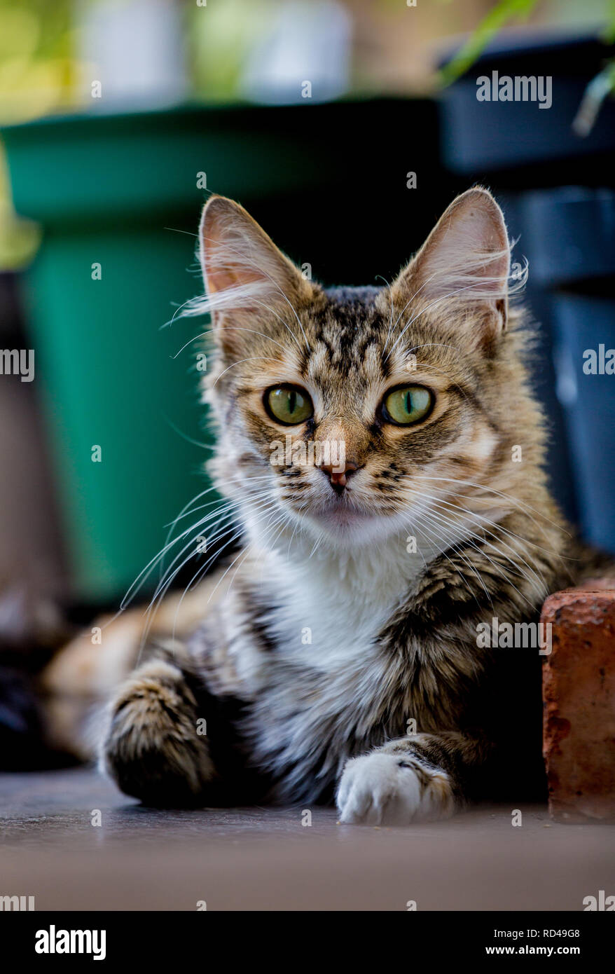 Tabby tortoise shell kitten with big green eyes in the garden Stock ...