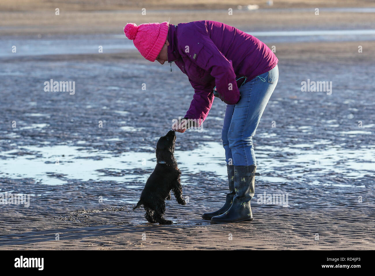 Cocker spaniel puppy training hi-res stock photography and images - Alamy