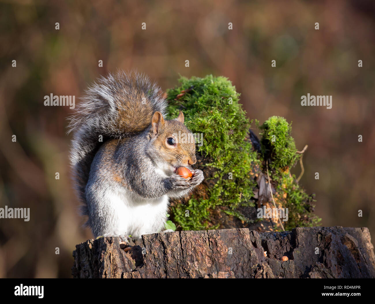 Squirrel storing nuts in tree hi-res stock photography and images - Alamy