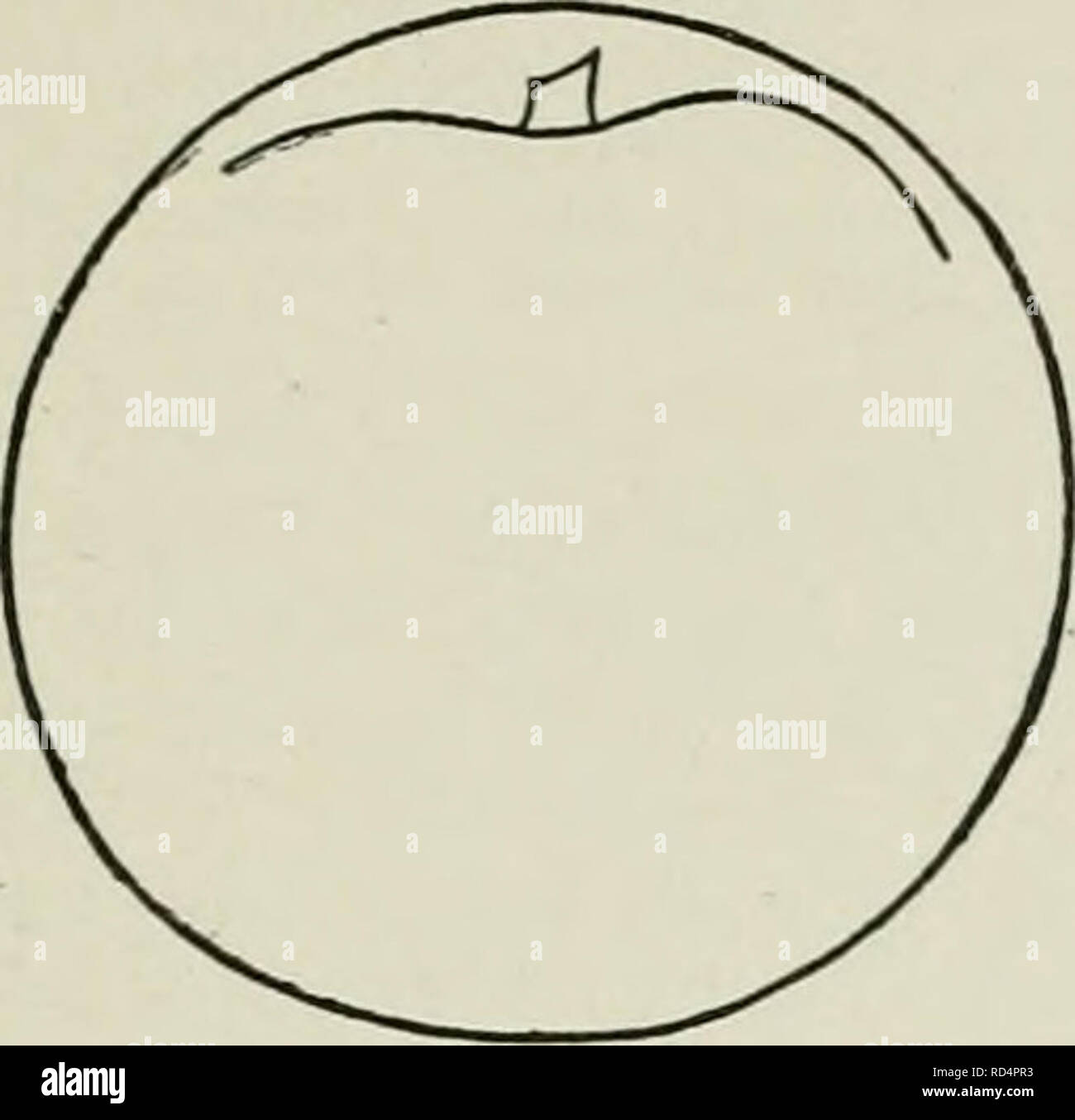 Lord napier nectarine tree hi-res stock photography and images - Alamy