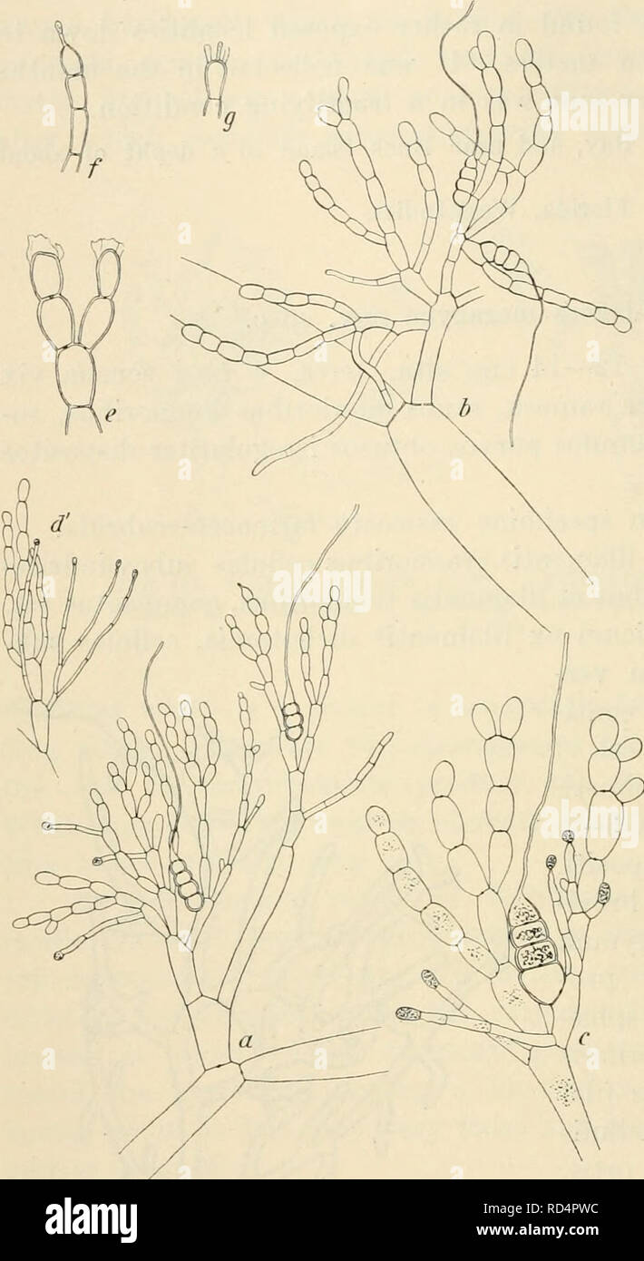 . Dansk botanisk arkiv. Plants; Plants -- Denmark. 78 Dansk Botanisk ...