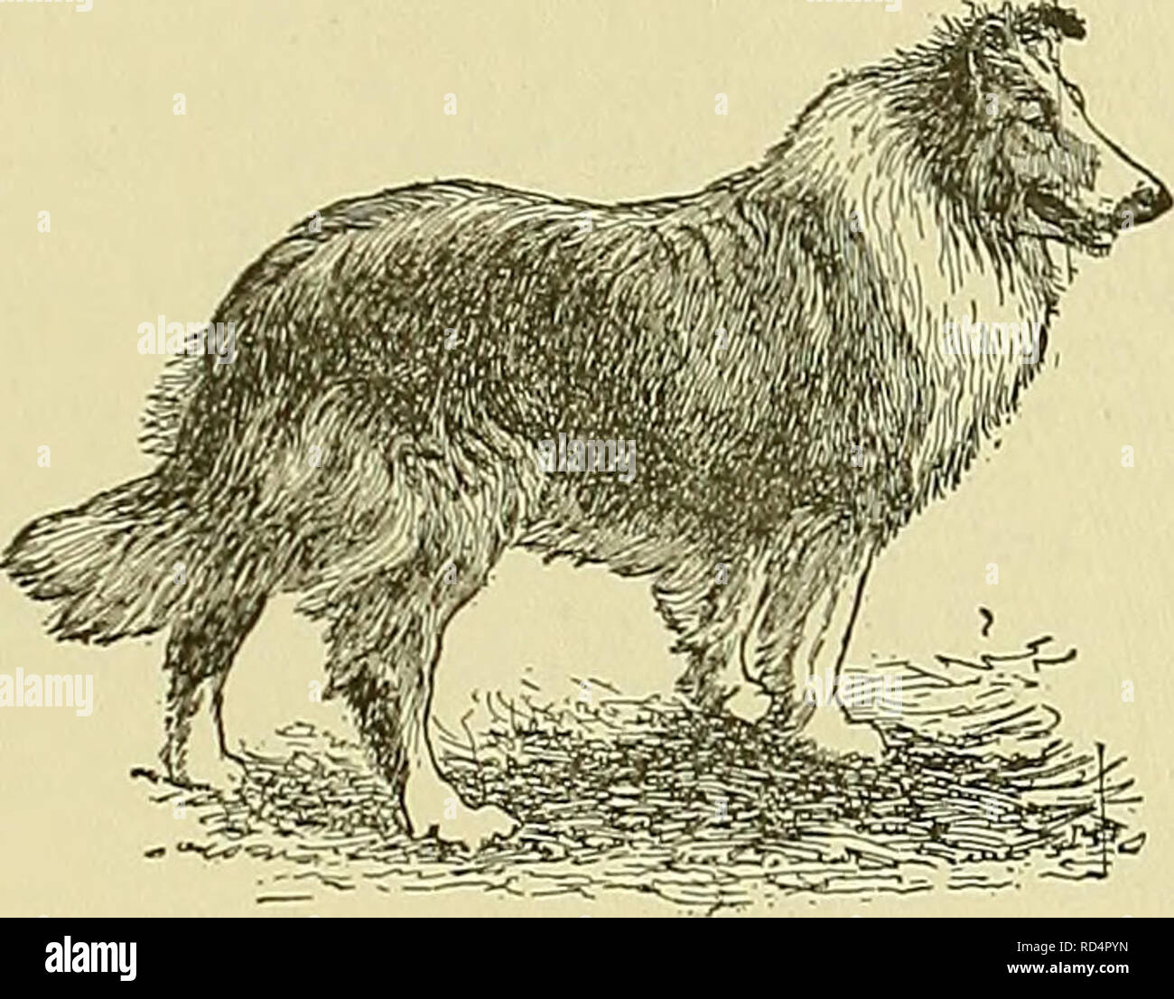 . Cyclopedia of farm animals. Domestic animals; Animal products. DOGS ...