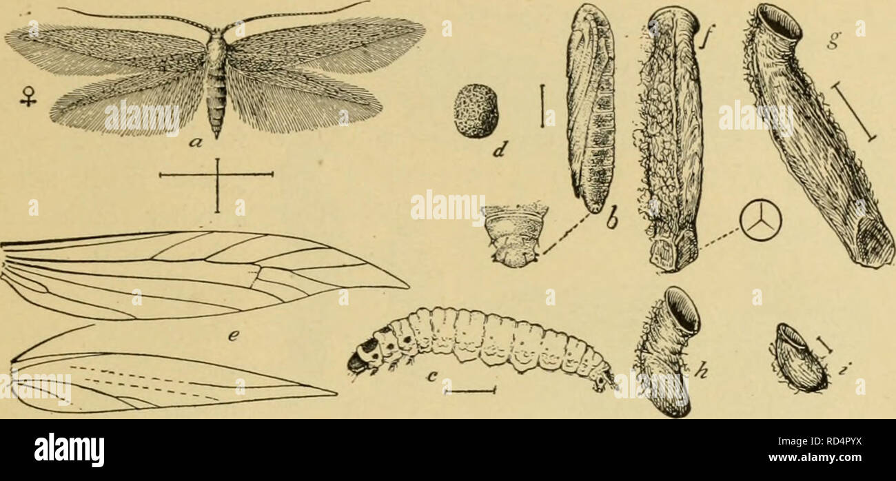 . Elementary entomology. Entomology. THE BUTTERFLIES AND MOTHS 185 with ...