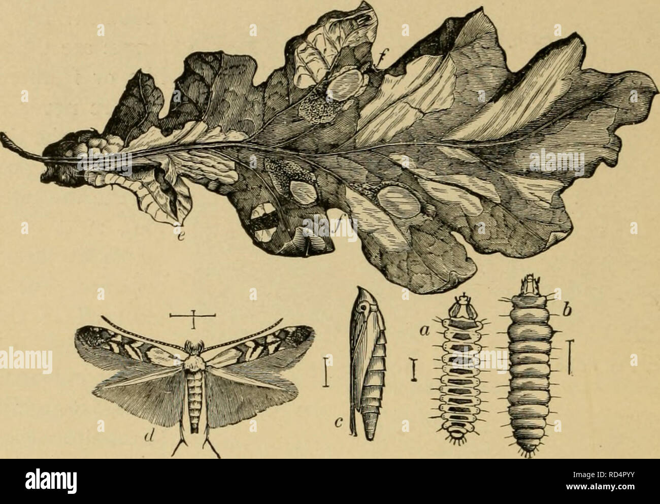 Larvae feeding at an oak leaf hi-res stock photography and images - Alamy