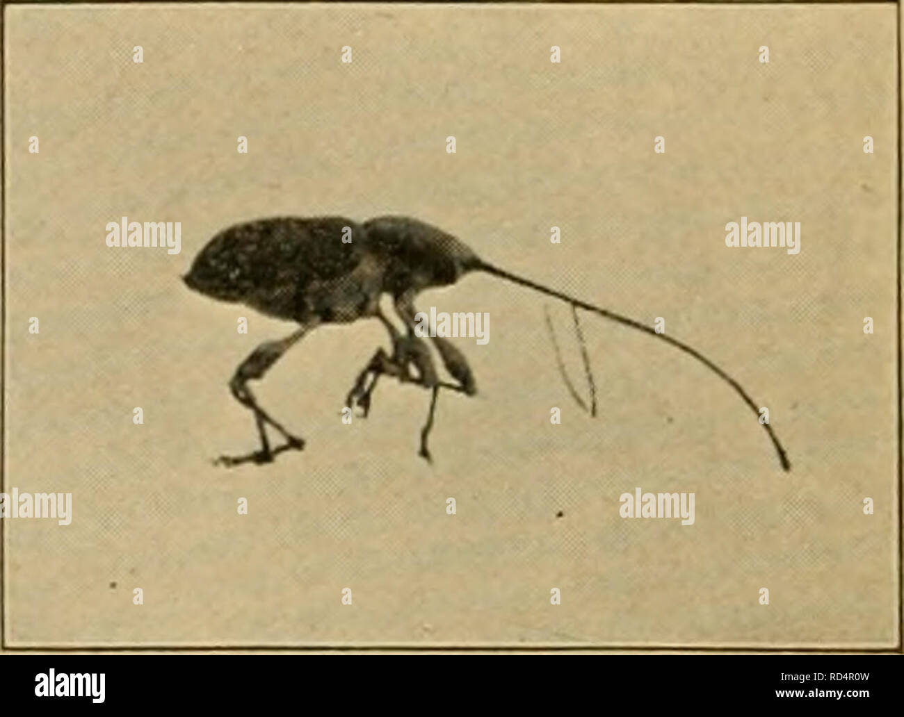 . Elementary entomology. Entomology. Fig. 251. Larva of the cotton-boll ...