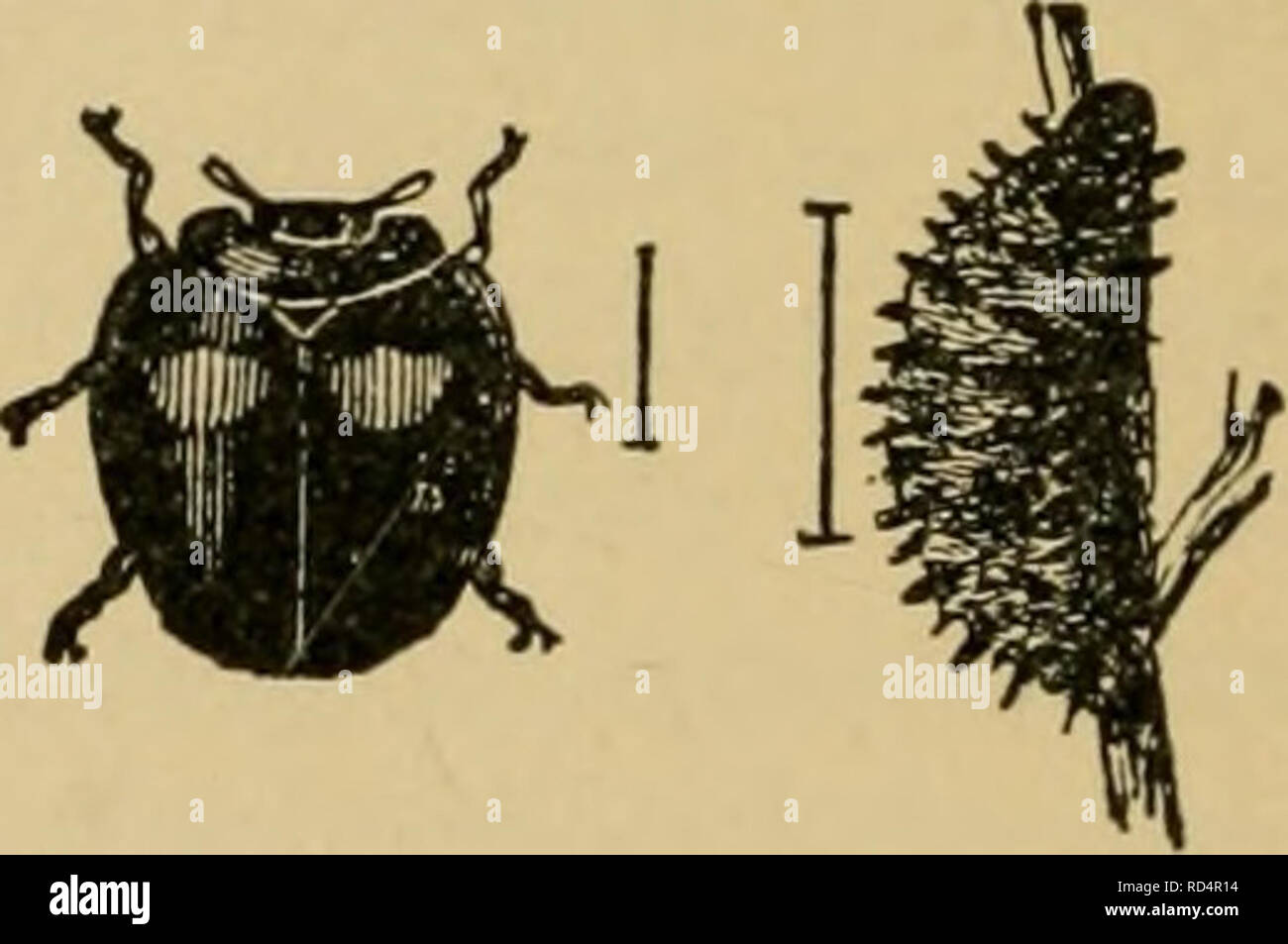 Nine spotted ladybird beetle hi-res stock photography and images - Alamy