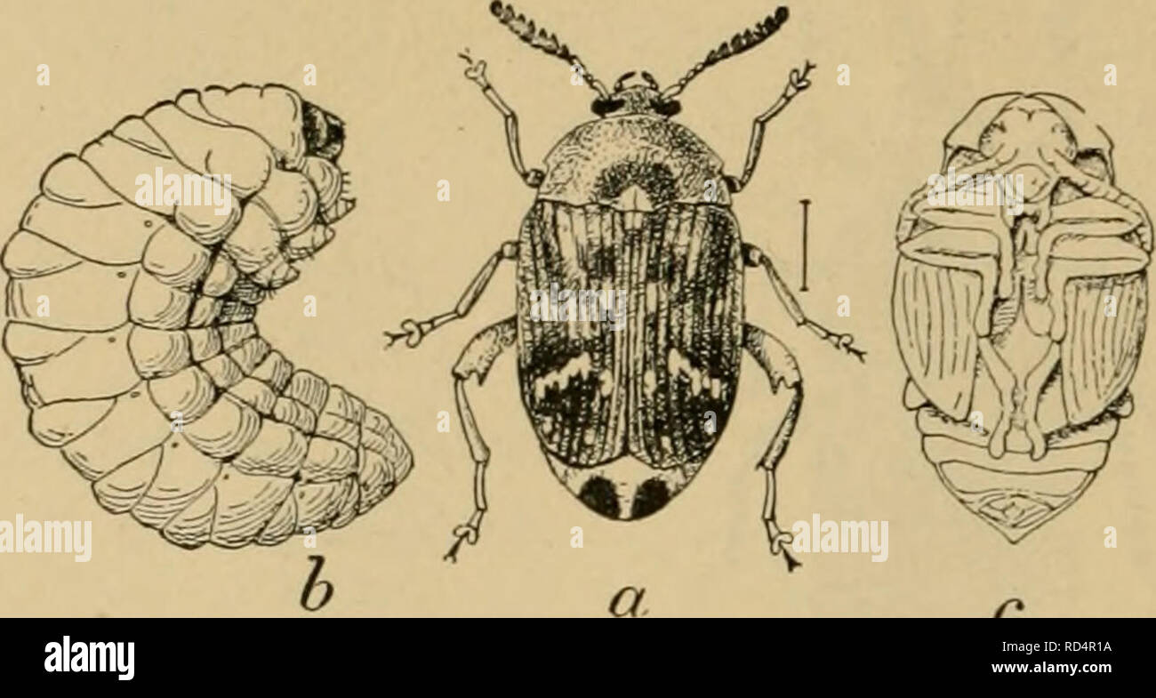 . Elementary entomology. Entomology. 158 ELEMENTARY ENTOMOLOGY The pea ...
