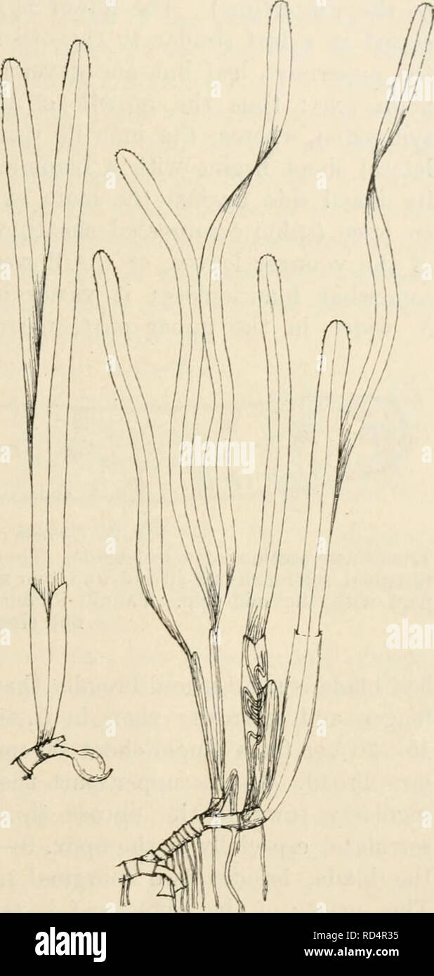 Cymodocea rotundata hi-res stock photography and images - Alamy