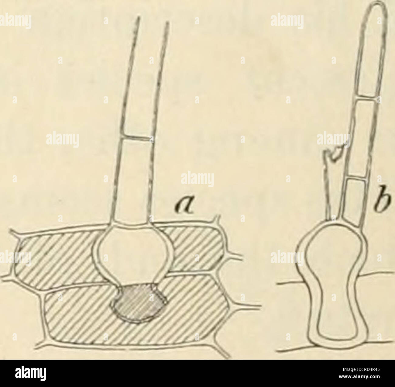 . Dansk botanisk arkiv. Plants; Plants -- Denmark. Fig. 32. Acrochætium ...