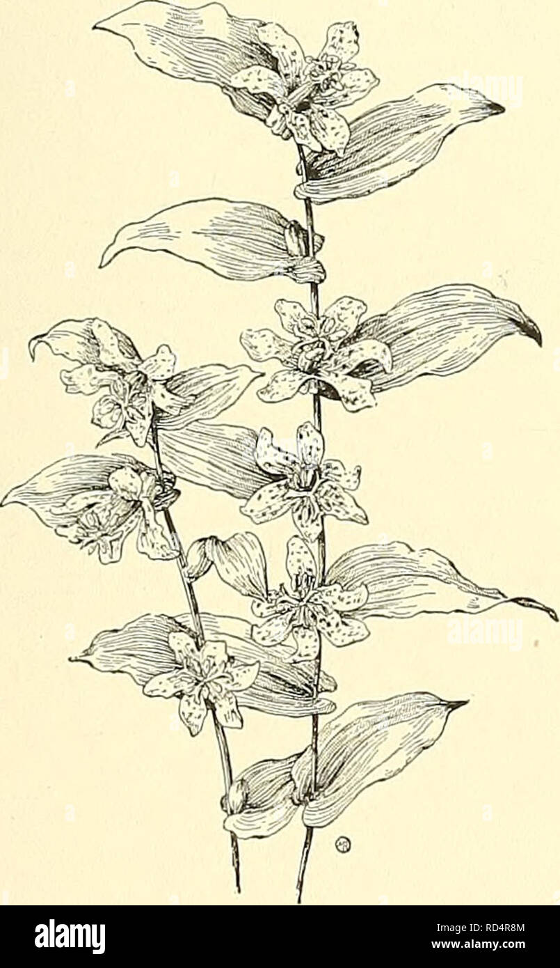 Septicidal capsule hi-res stock photography and images - Alamy