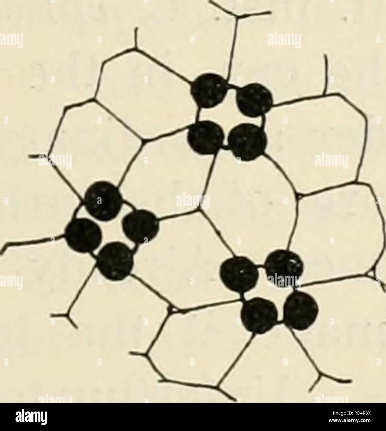. Dansk botanisk arkiv. Plants; Plants -- Denmark. Jakob E. Lange ...