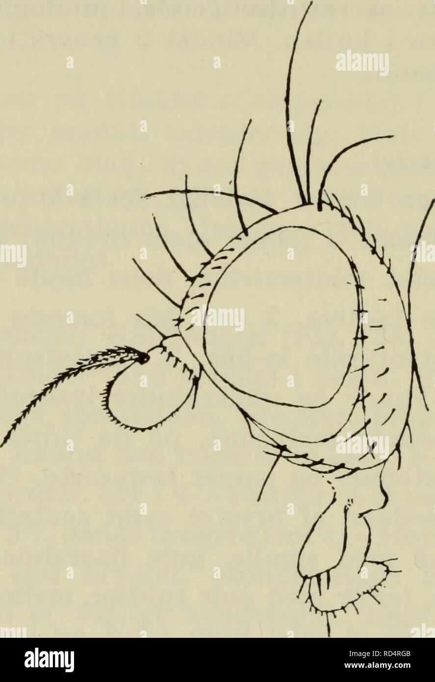 Med grat hi-res stock photography and images - Alamy